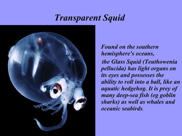 Top 10 Transparent Animals | PPT