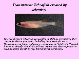 Top 10 Transparent Animals | PPT