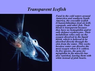 Top 10 Transparent Animals | PPT