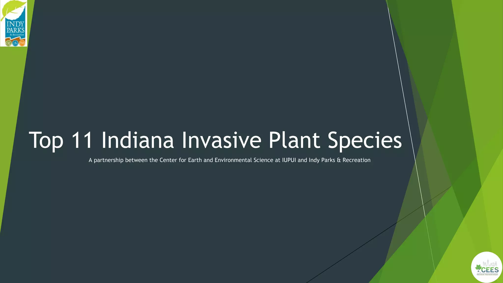 Top 11 indiana invasive plant species | PPT