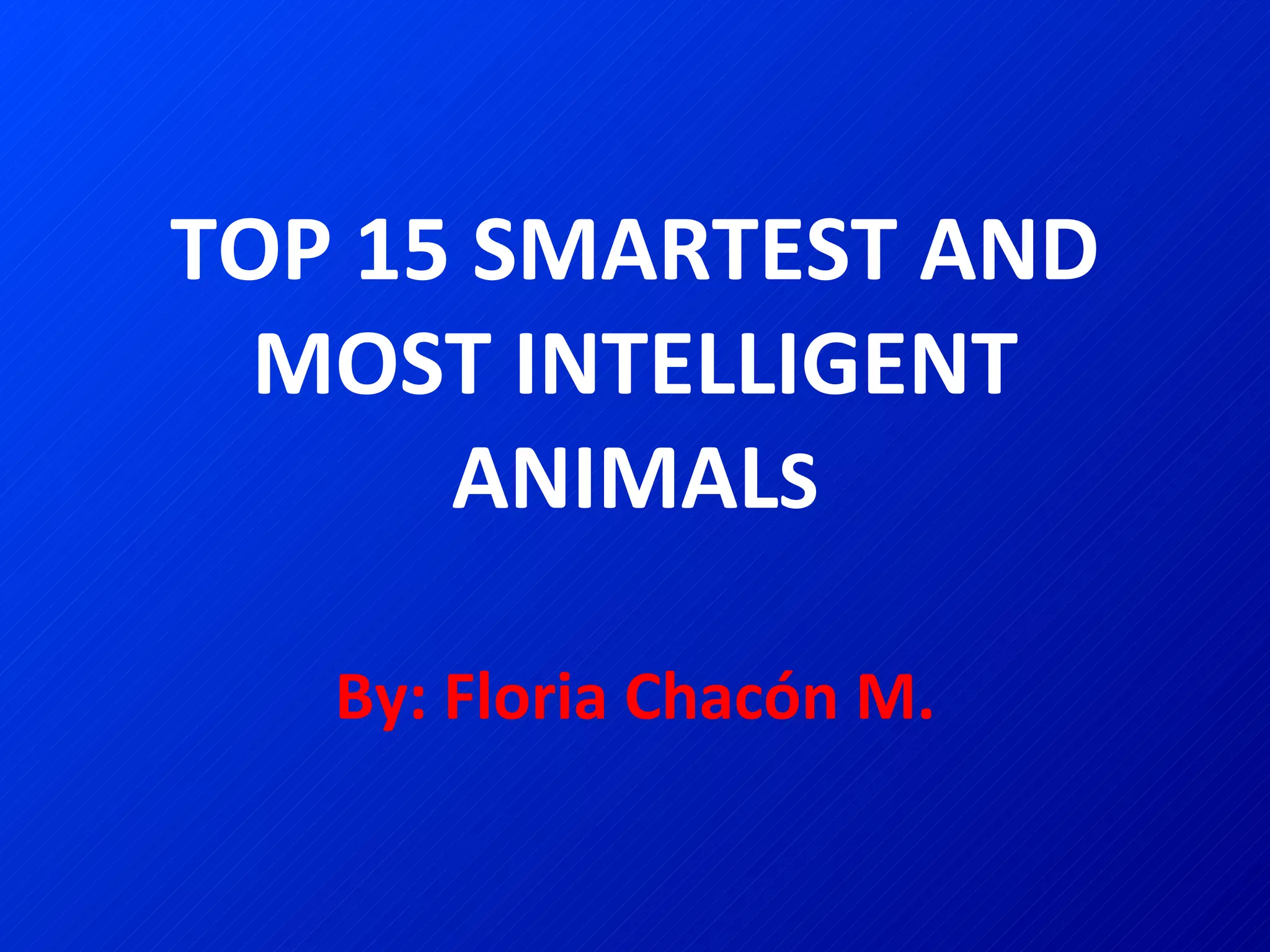 Top 15 smartest and most intelligent animals | PPT | Dogs | Pets