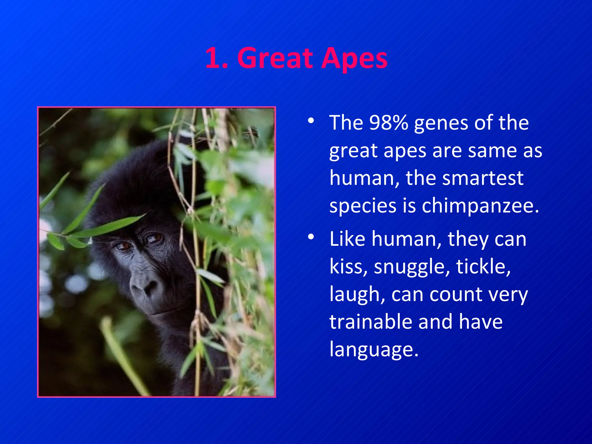 Top 15 smartest and most intelligent animals | PPT