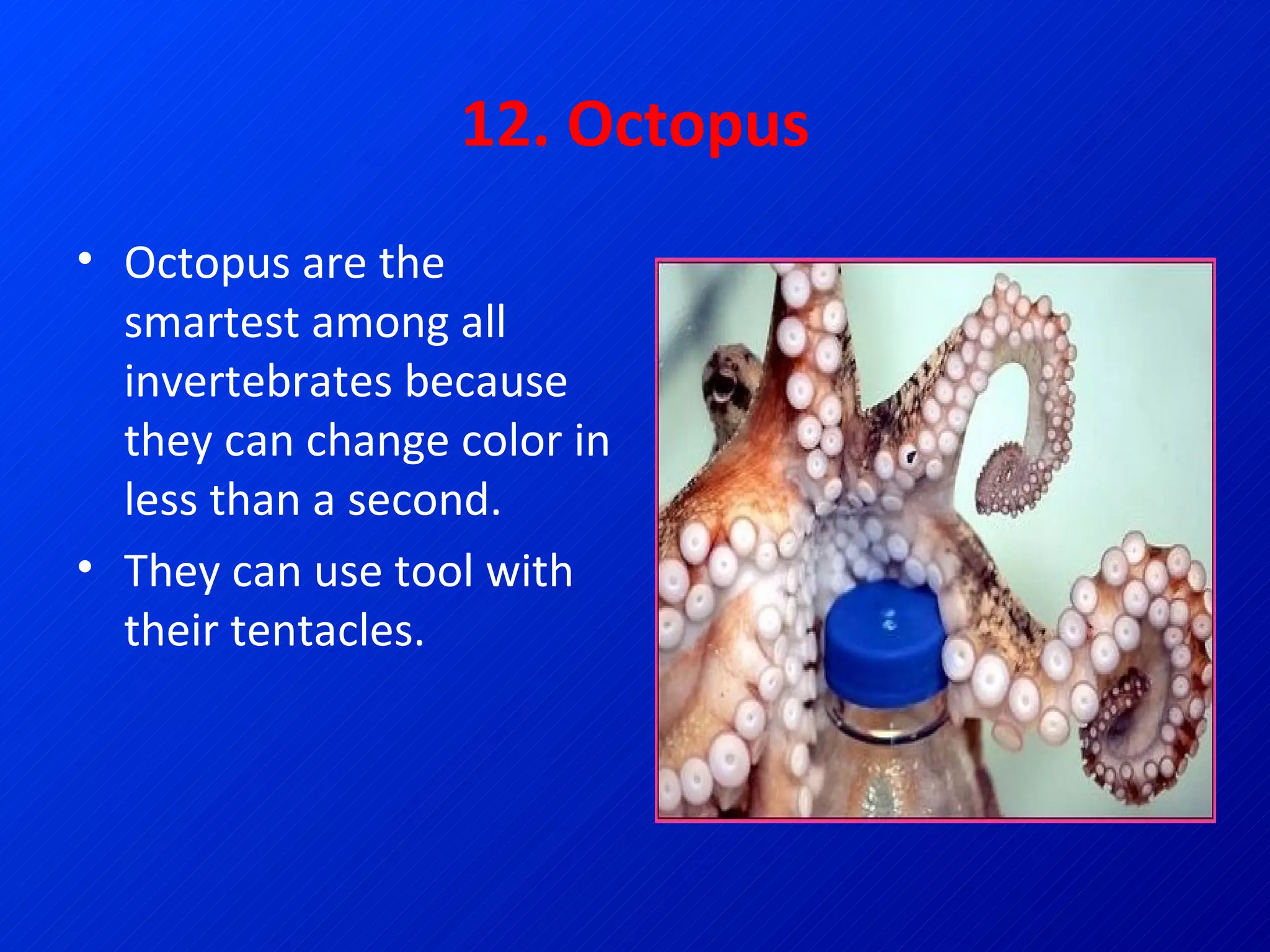 Top 15 smartest and most intelligent animals | PPT