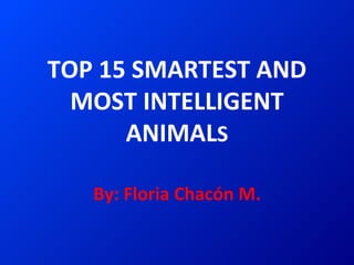 Top 15 smartest and most intelligent animals | PPT