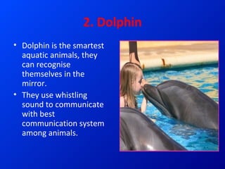 Top 15 smartest and most intelligent animals | PPT