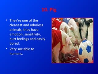 Top 15 smartest and most intelligent animals | PPT