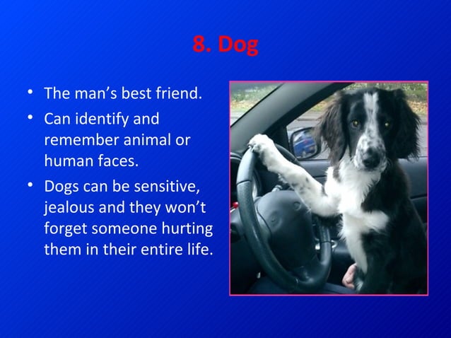 Top 15 smartest and most intelligent animals | PPT | Dogs | Pets