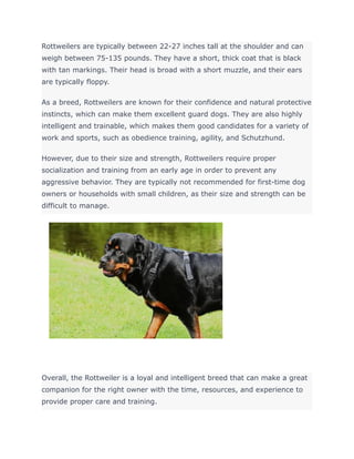 Top 3 types of Rottweiler _ Rottweiler Dog Breed Information and ...