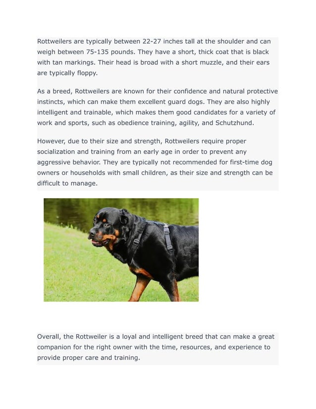 Top 3 types of Rottweiler _ Rottweiler Dog Breed Information and ...