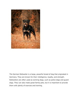 Top 3 types of Rottweiler _ Rottweiler Dog Breed Information and ...