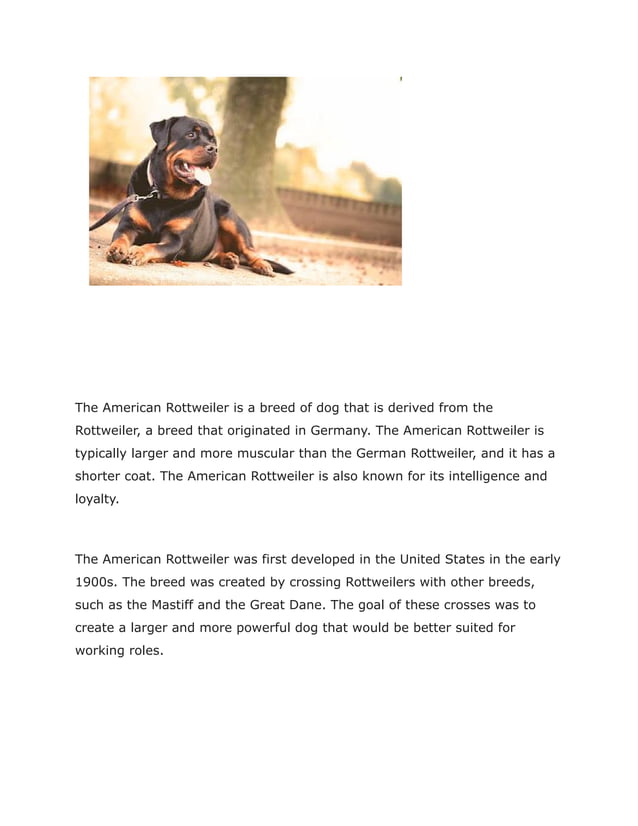 Top 3 types of Rottweiler _ Rottweiler Dog Breed Information and ...
