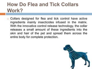 Top 5 collars for dogs and cats | PPTX