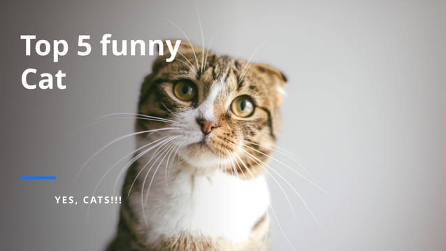 Top 5 Funny cats for you to see with your family.pptx