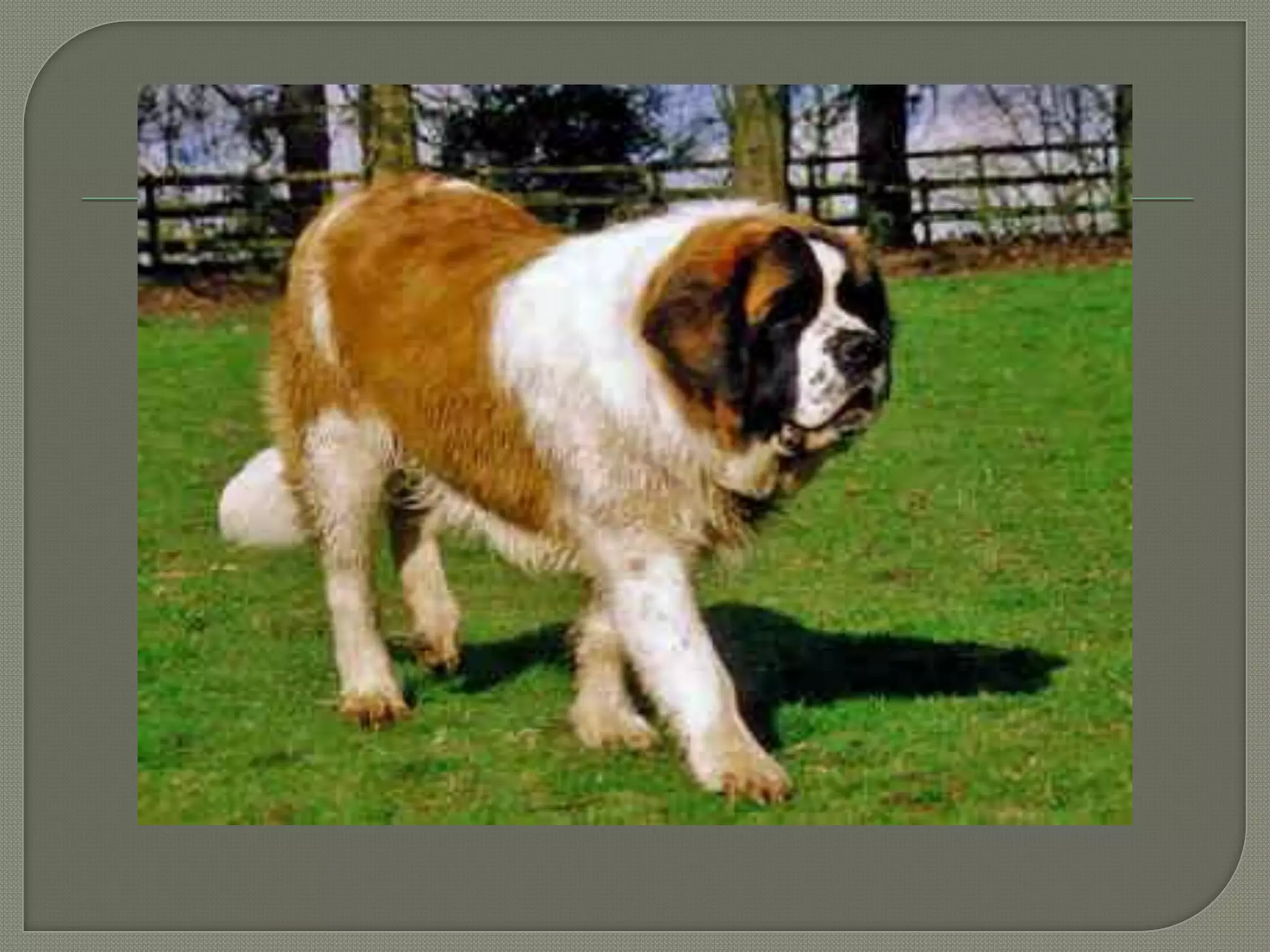 Top 10 Giant Dog Breeds BeChewy | atelier-yuwa.ciao.jp