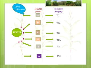 TOP CROSS MATING DESIGN.pptx | Gardening | Home & Garden