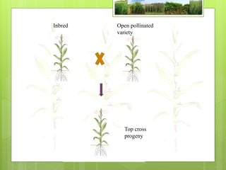 TOP CROSS MATING DESIGN.pptx | Gardening | Home & Garden