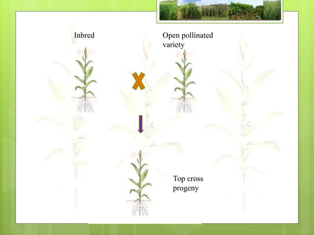 TOP CROSS MATING DESIGN.pptx | Gardening | Home & Garden