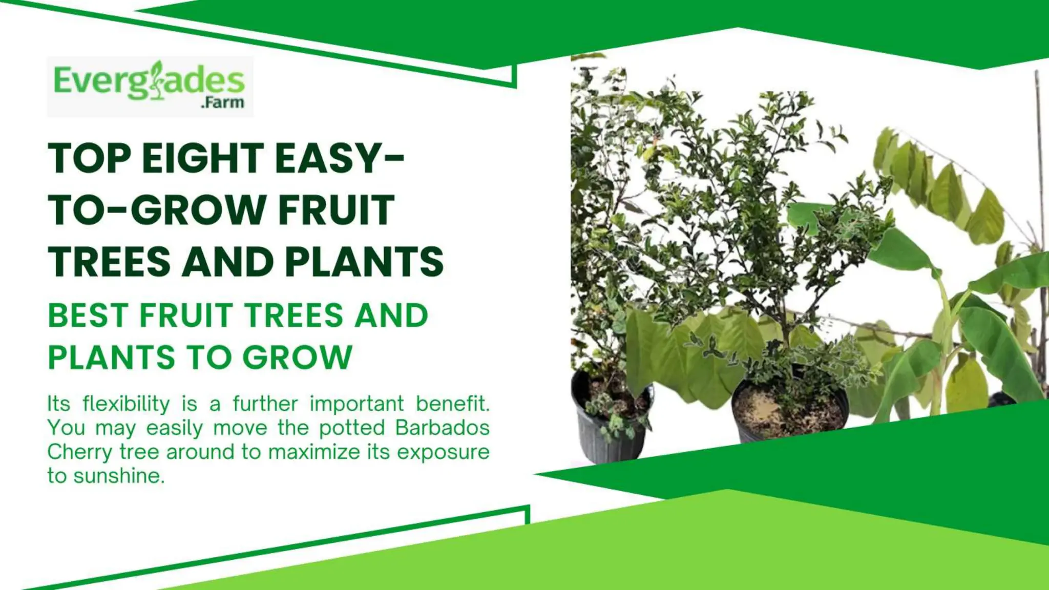 Top eight easy-to-grow fruit trees and plants | PPTX