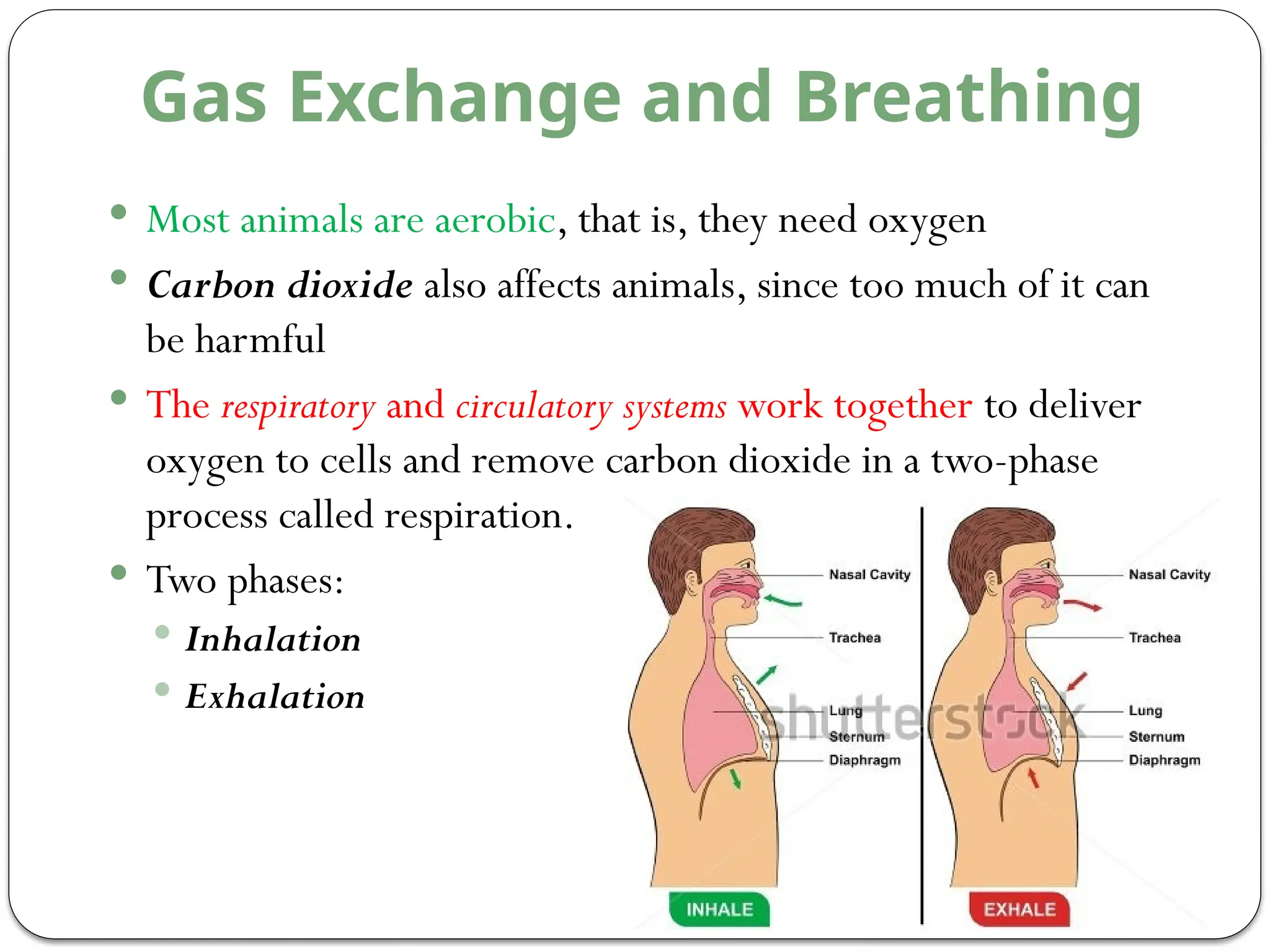 TopicRespiratory & Excretory System.pptx