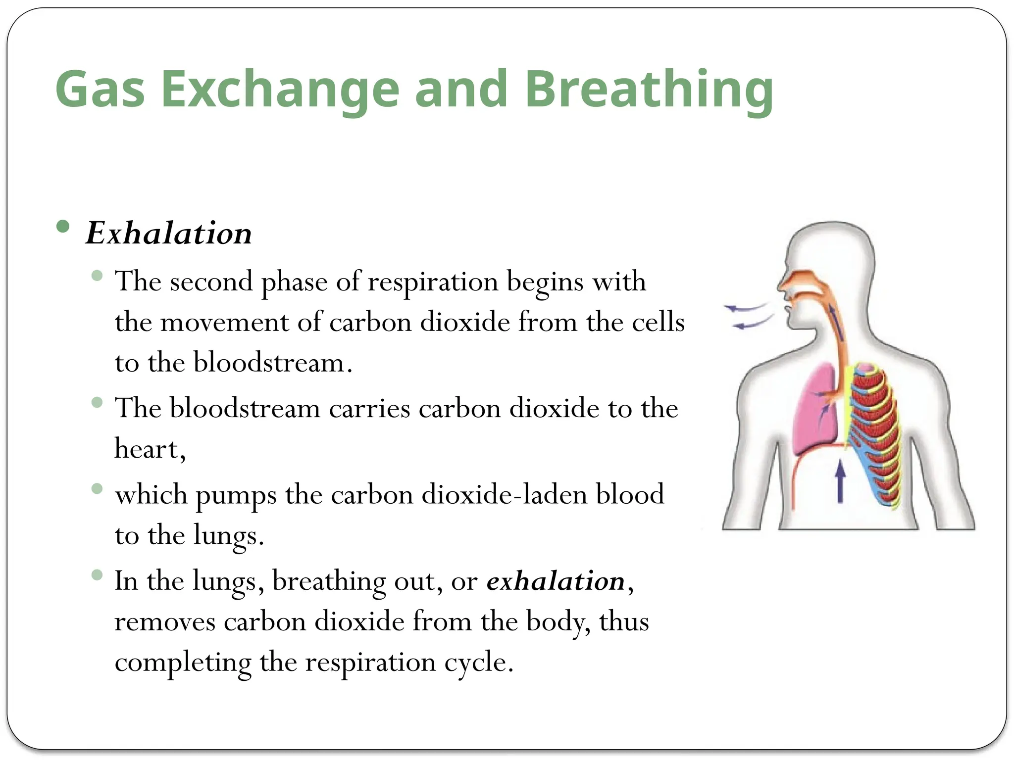 TopicRespiratory & Excretory System.pptx