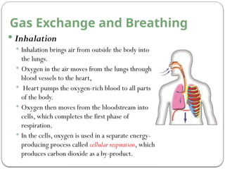 TopicRespiratory & Excretory System.pptx