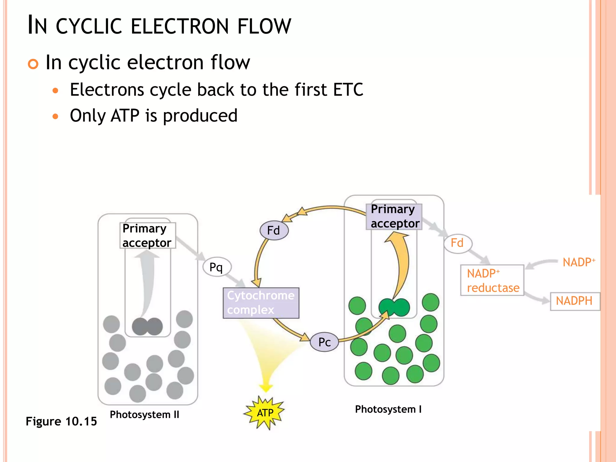 photosystem Iand II,ETC | PPTX