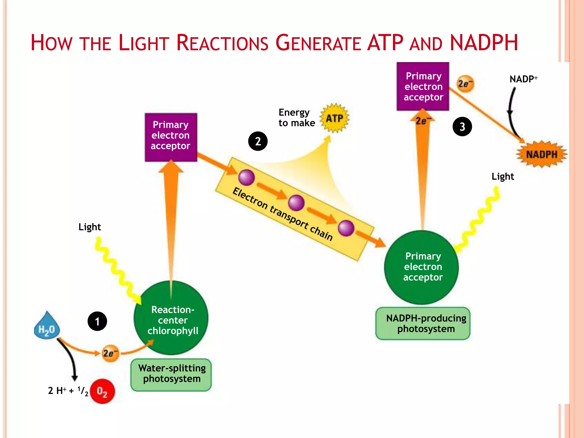 photosystem Iand II,ETC | PPTX