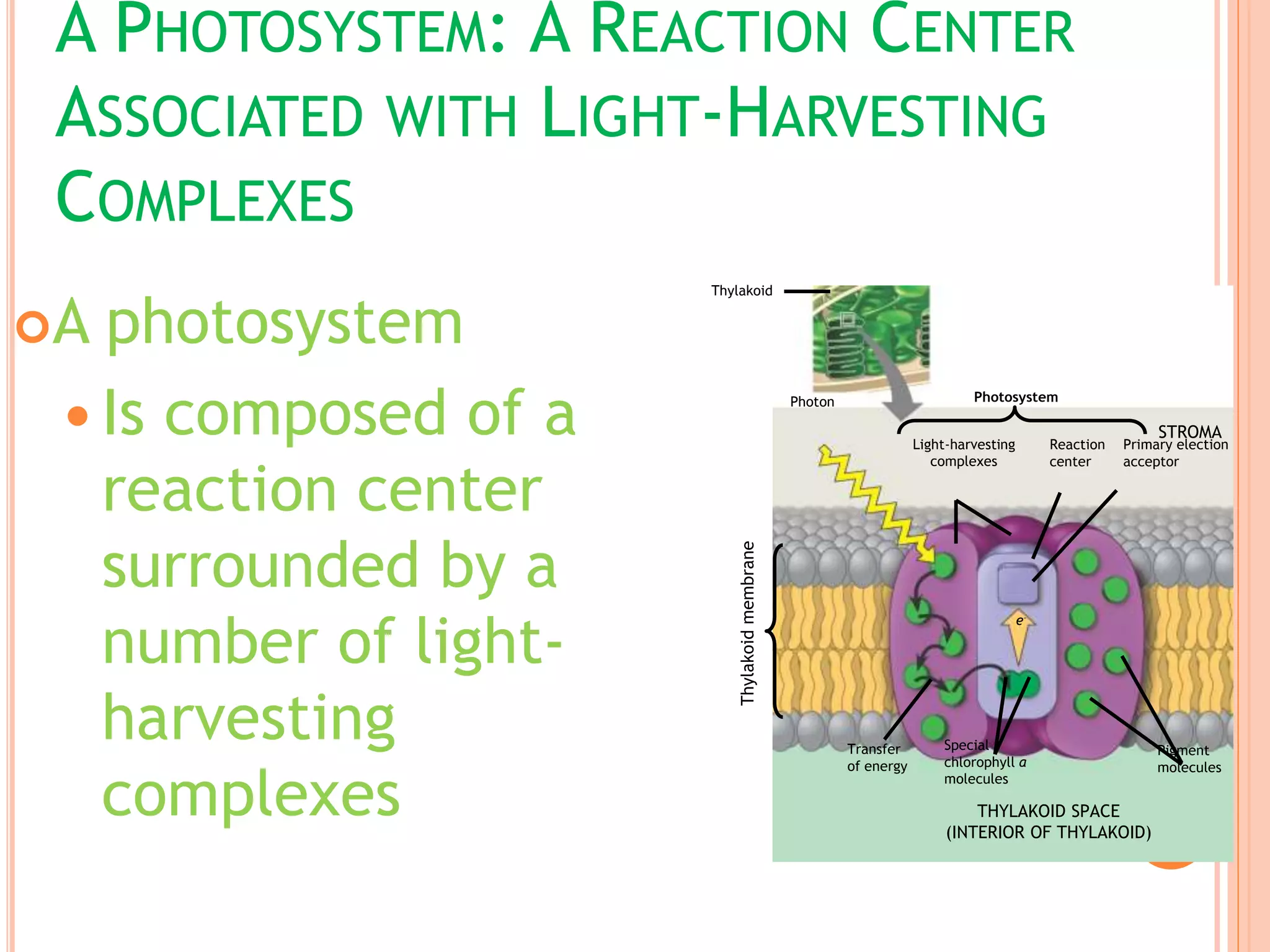 photosystem Iand II,ETC | PPTX