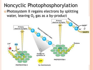 Fotosystem 1 Og 2 Diagram