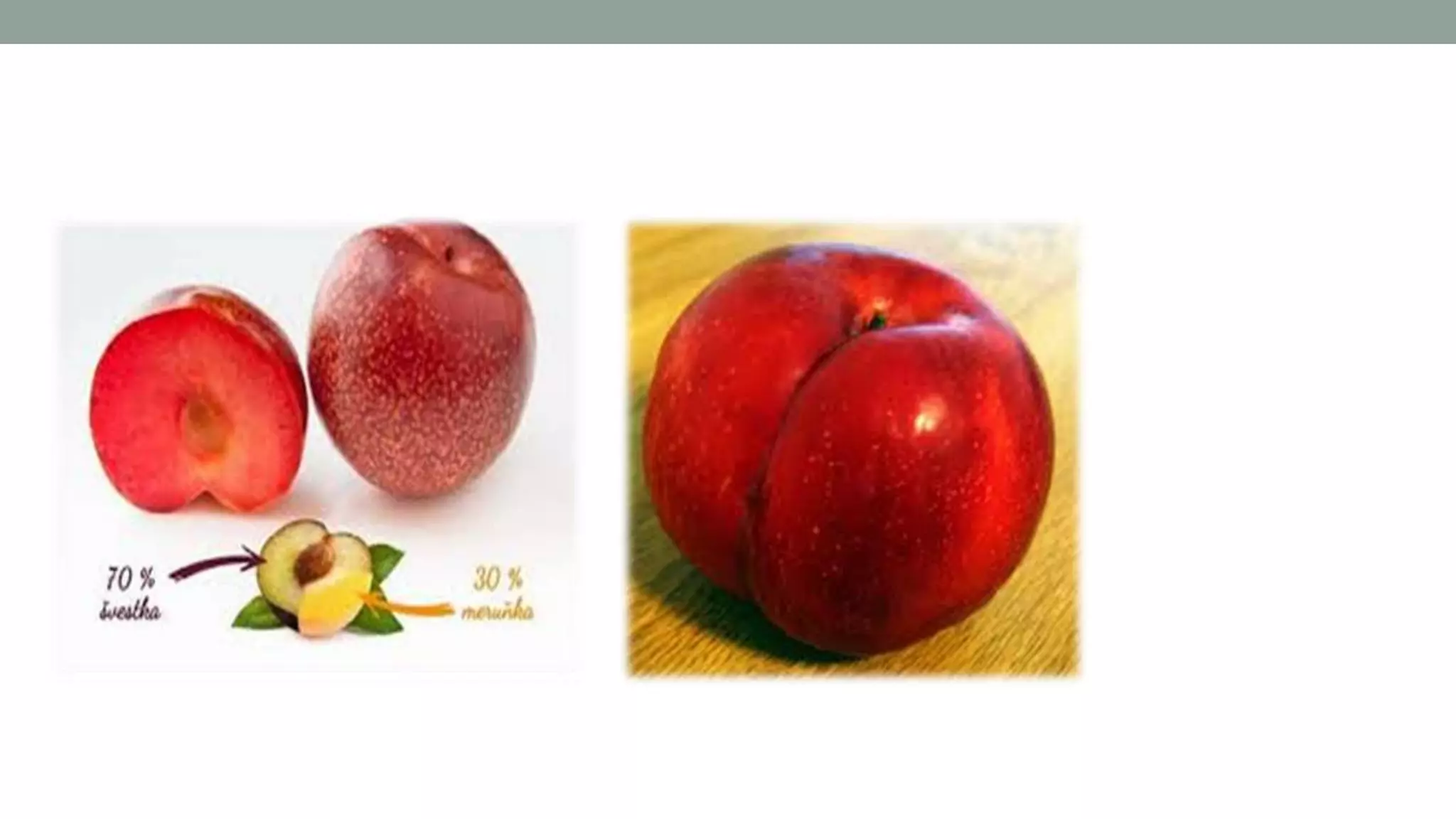 Hybrid Fruits | PPTX