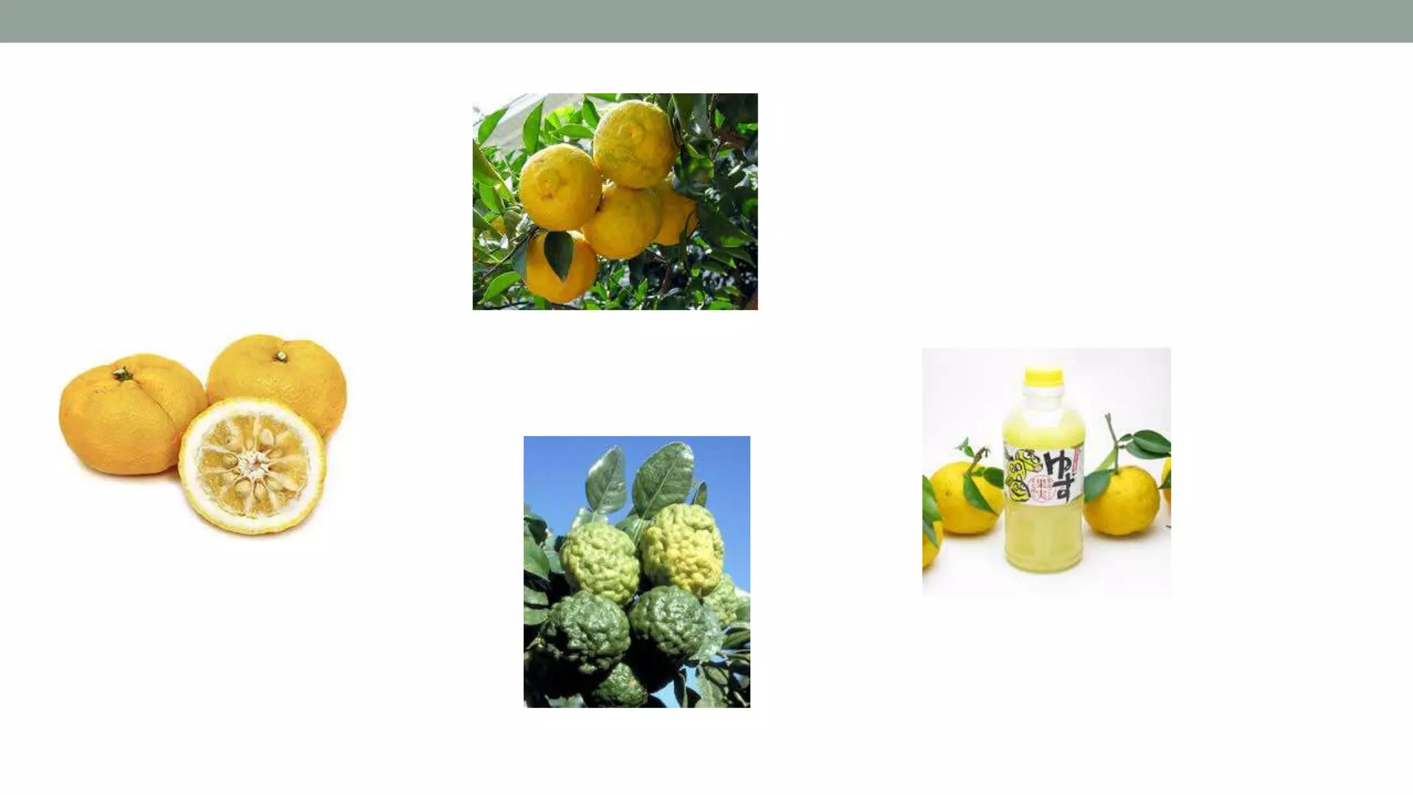 Hybrid Fruits | PPTX