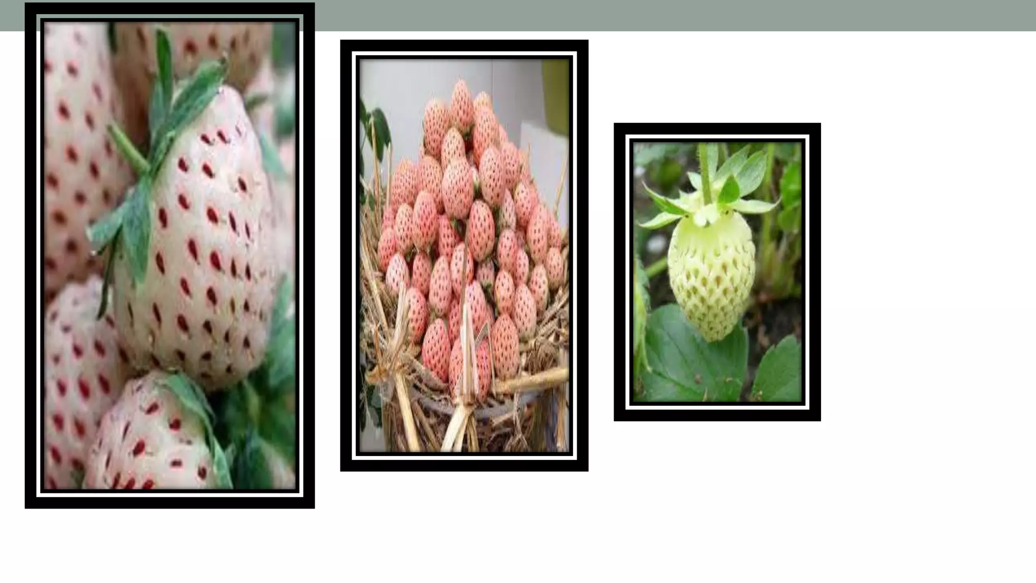 Hybrid Fruits | PPTX