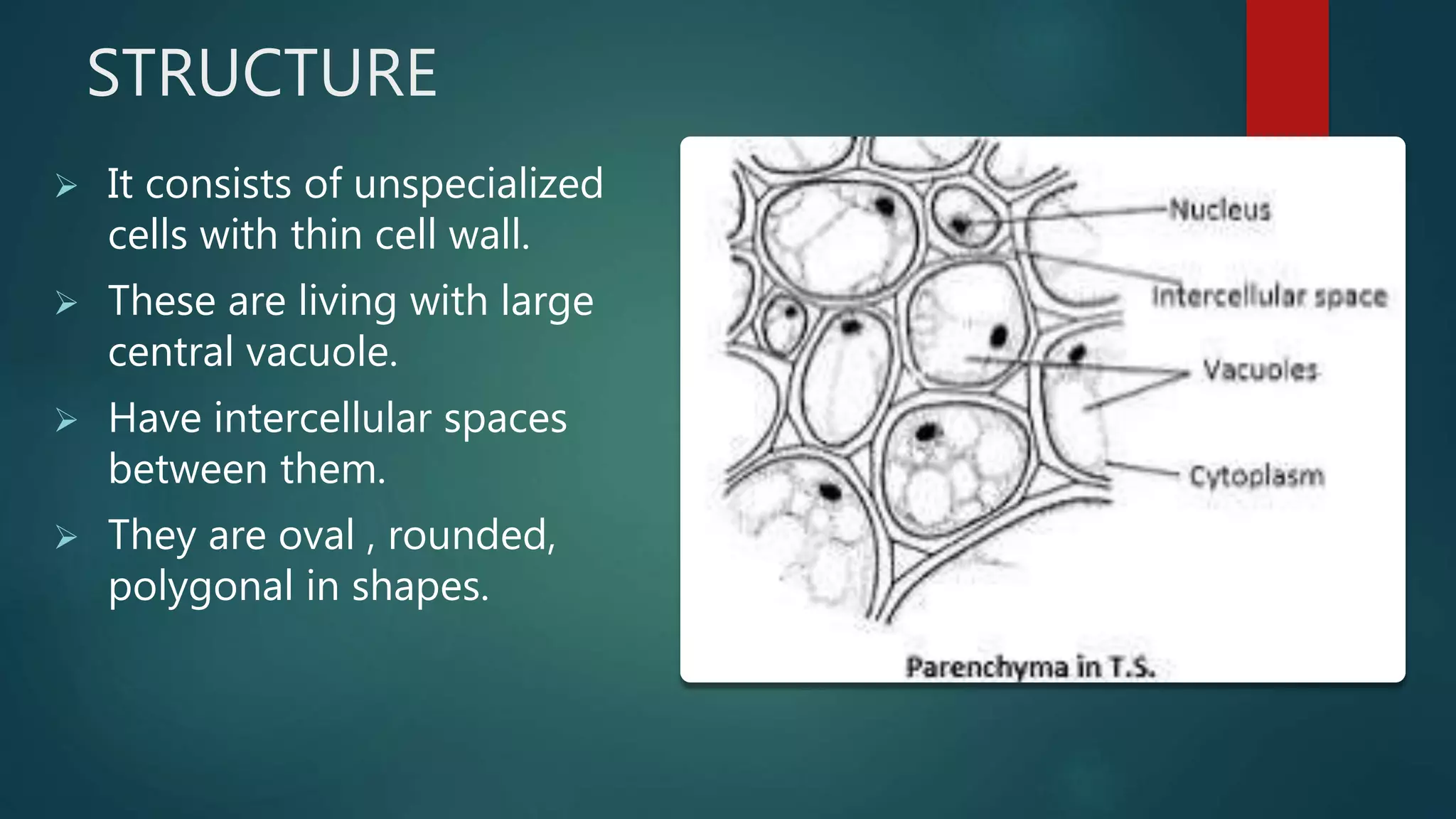 simple and complex tissue | PPTX