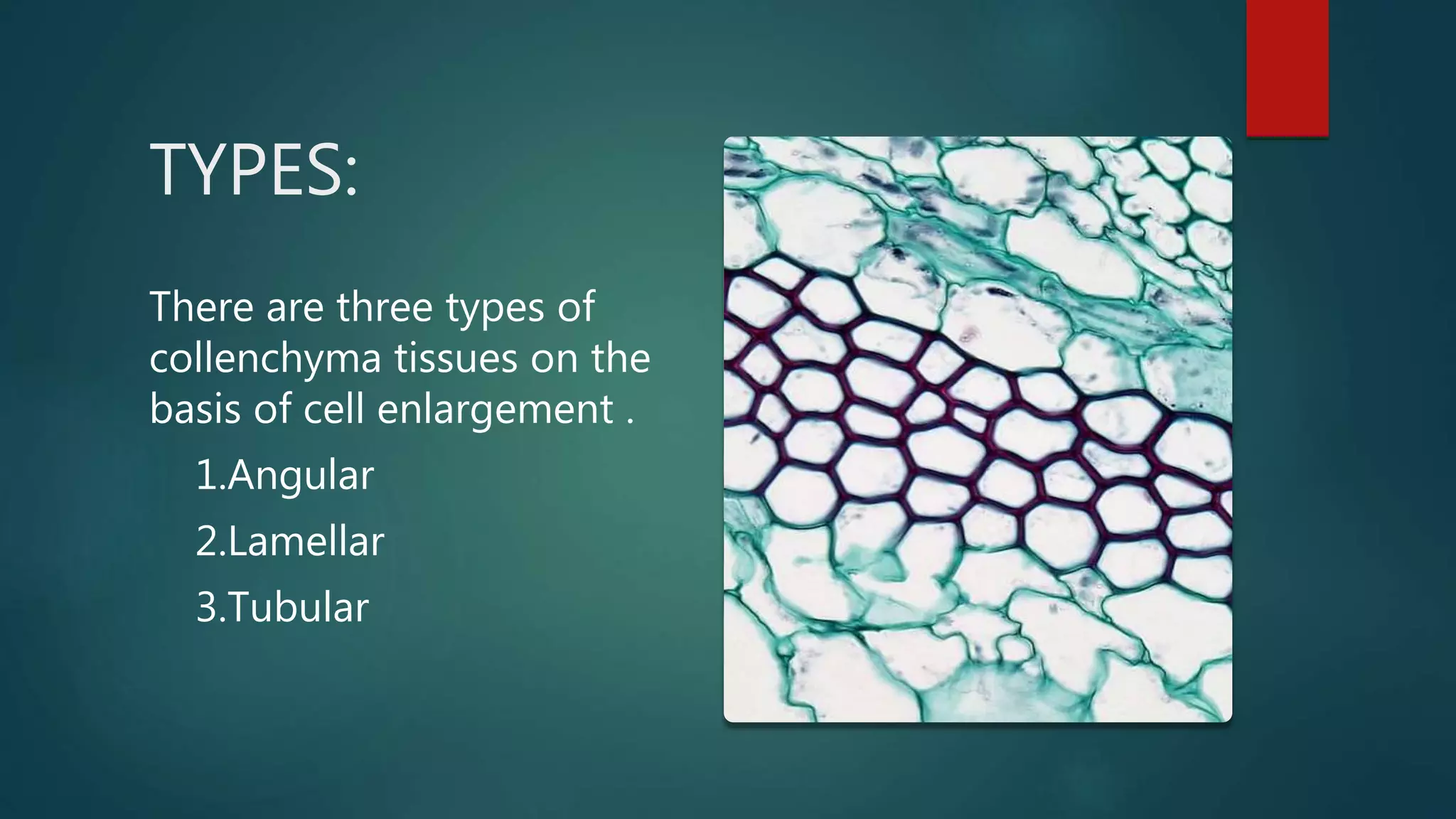 simple and complex tissue | PPTX