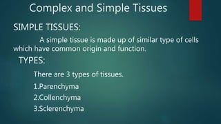 simple and complex tissue | PPTX