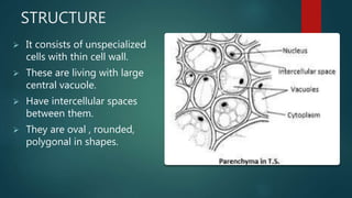 simple and complex tissue | PPTX