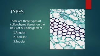 simple and complex tissue | PPTX