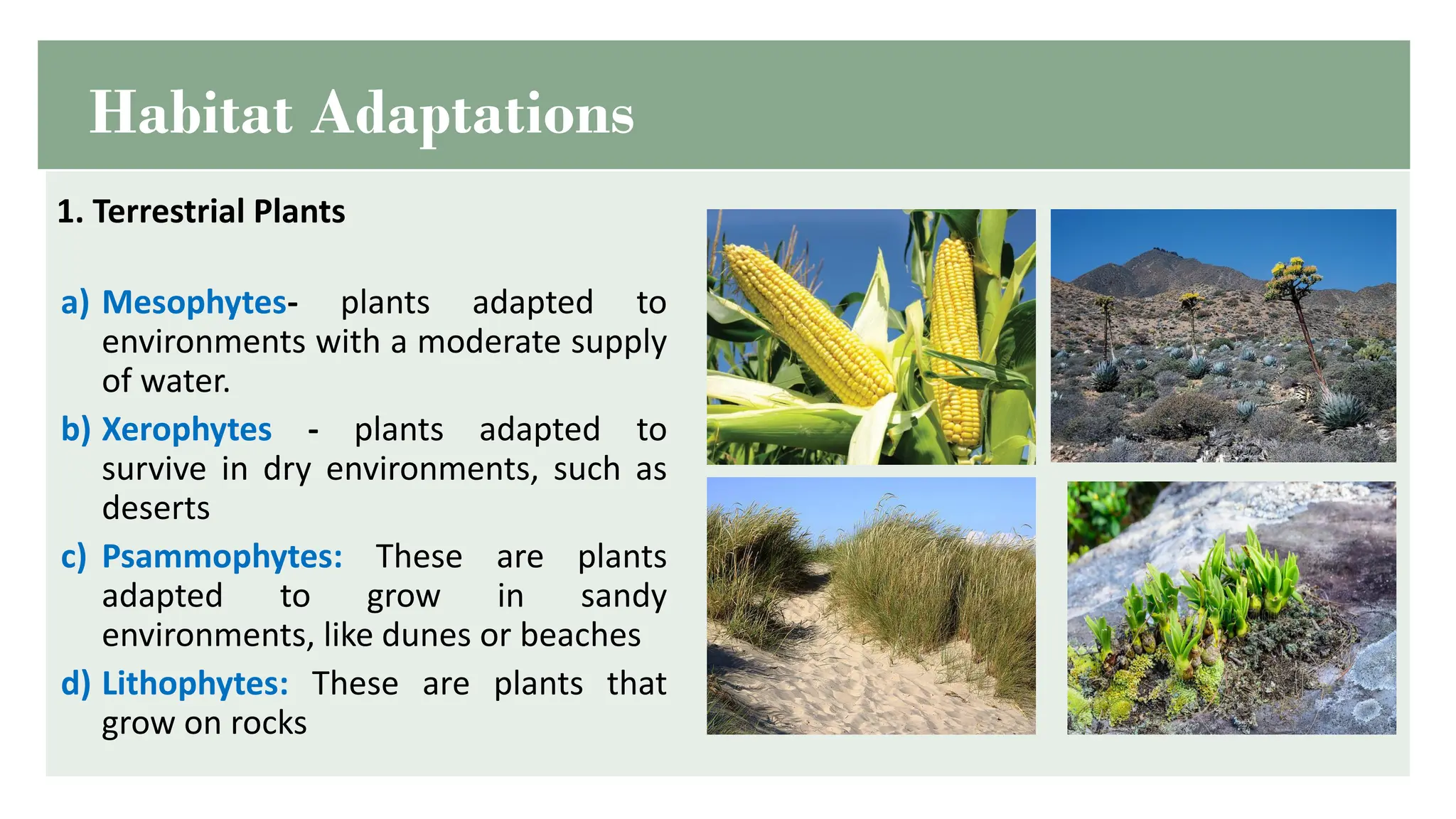 PLANT MORPHOLOGY AND ANATOMY............ | PDF