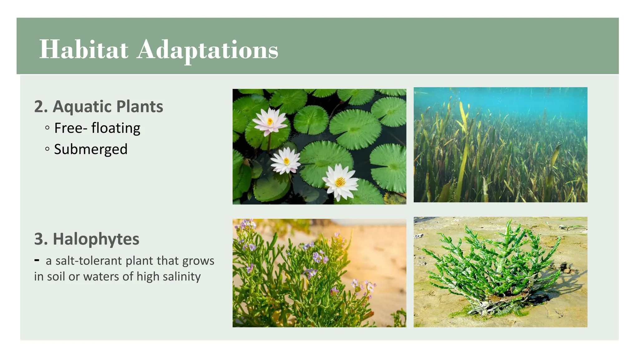 PLANT MORPHOLOGY AND ANATOMY............ | PDF