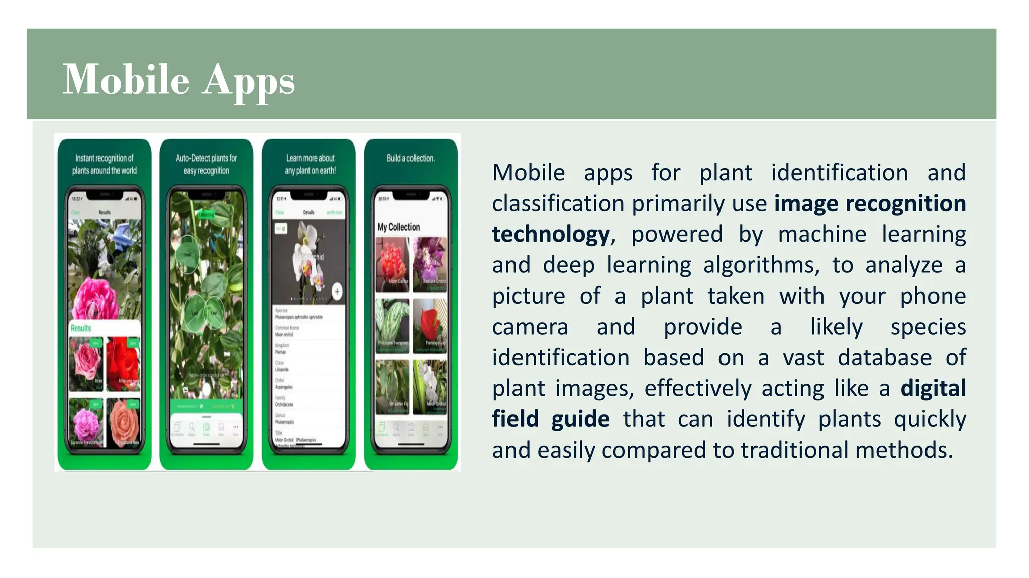 PLANT MORPHOLOGY AND ANATOMY............ | PDF
