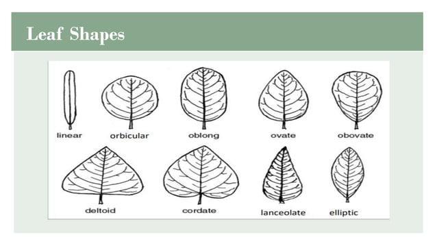 PLANT MORPHOLOGY AND ANATOMY............ | PPT
