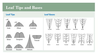 PLANT MORPHOLOGY AND ANATOMY............ | PDF
