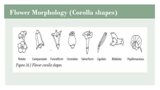 PLANT MORPHOLOGY AND ANATOMY............ | PDF