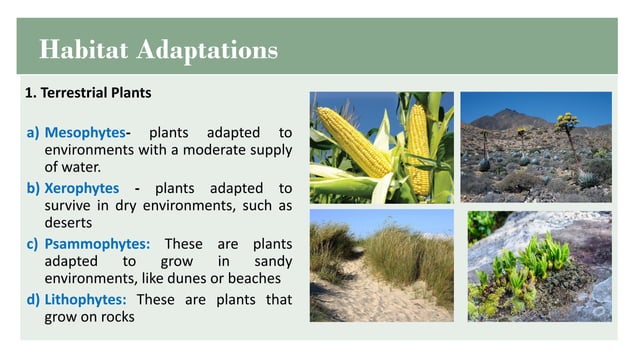 PLANT MORPHOLOGY AND ANATOMY............ | PPT