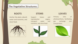PLANT MORPHOLOGY AND ANATOMY............ | PDF