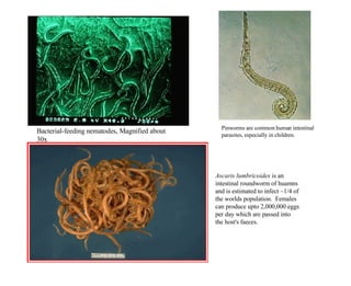 Topic 3 Worms | PPT