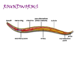 Roundworms Diagram