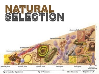Topic 4 - Cell Theory and Natural Selection | PPT