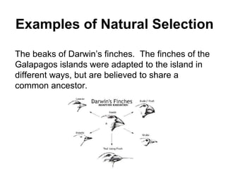 Topic 4 - Cell Theory and Natural Selection | PPT