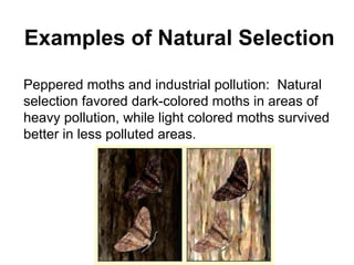 Topic 4 - Cell Theory and Natural Selection | PPT | Biological Sciences ...